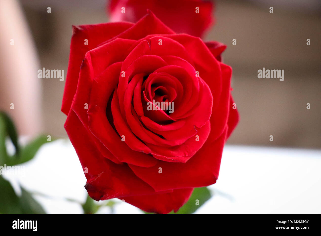 Beautiful red single rose hi-res stock photography and images - Alamy