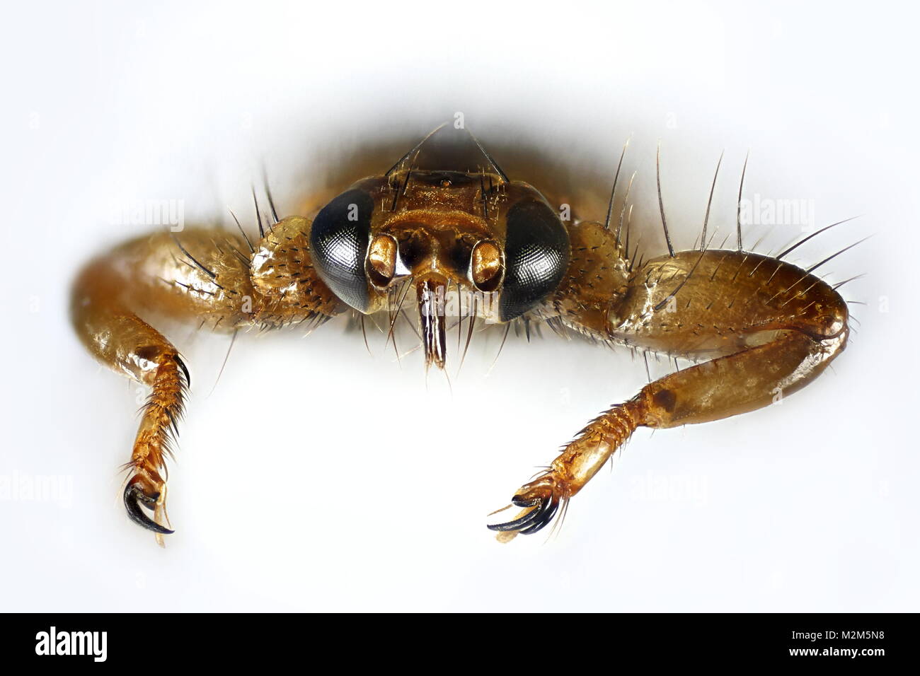 Deer ked fly, Lipoptena cervi, a microscope image Stock Photo - Alamy