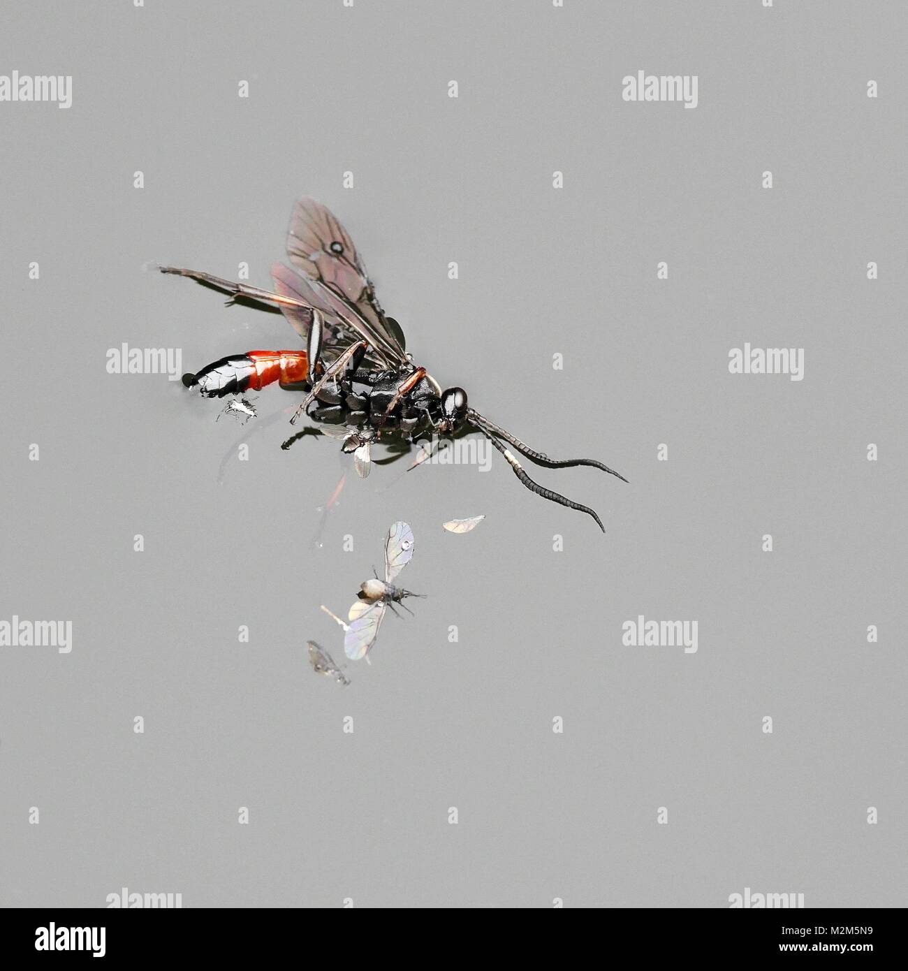 Container insects hi-res stock photography and images - Alamy