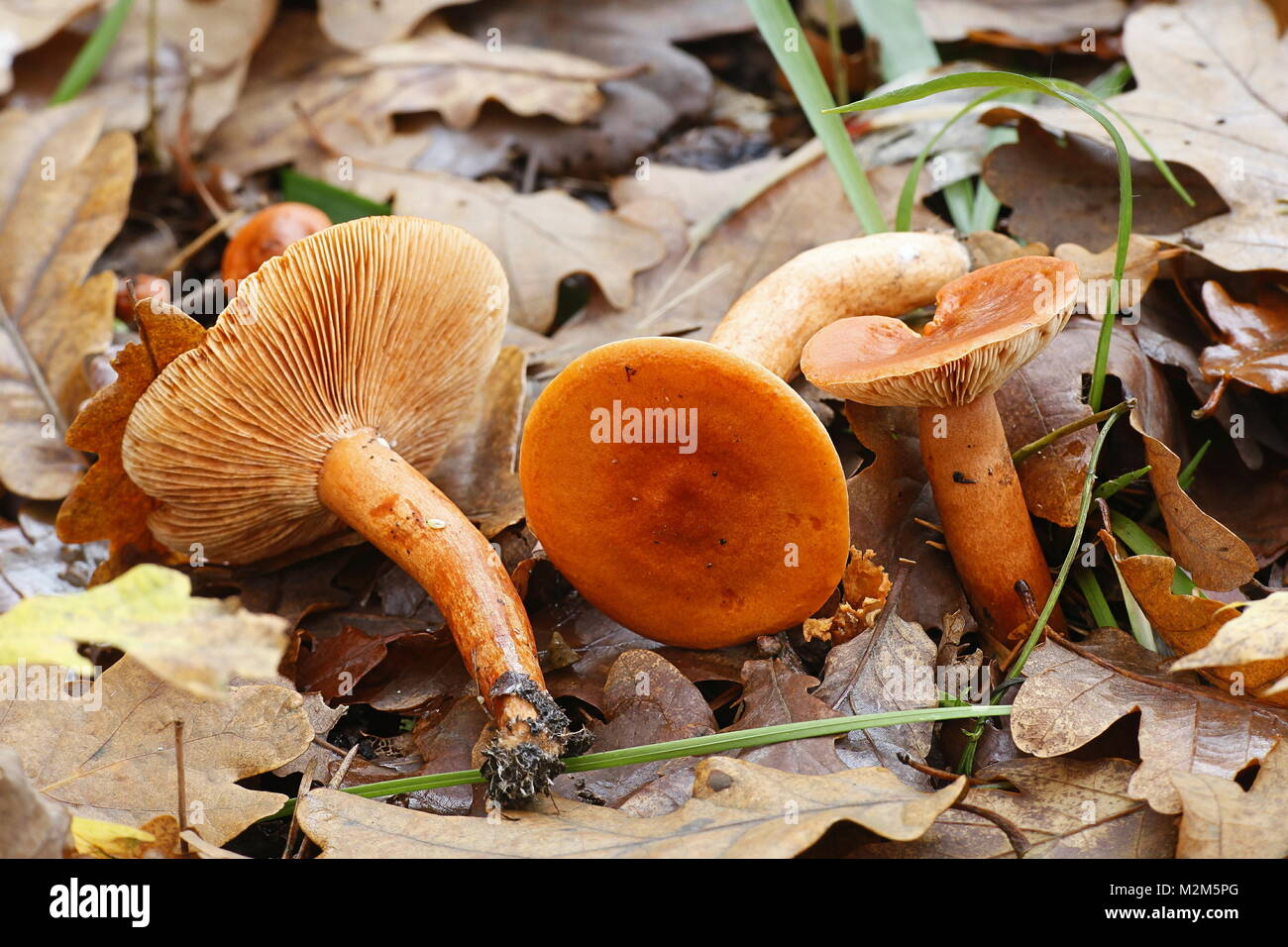 Orange milkcap mushroom hi-res stock photography and images - Alamy