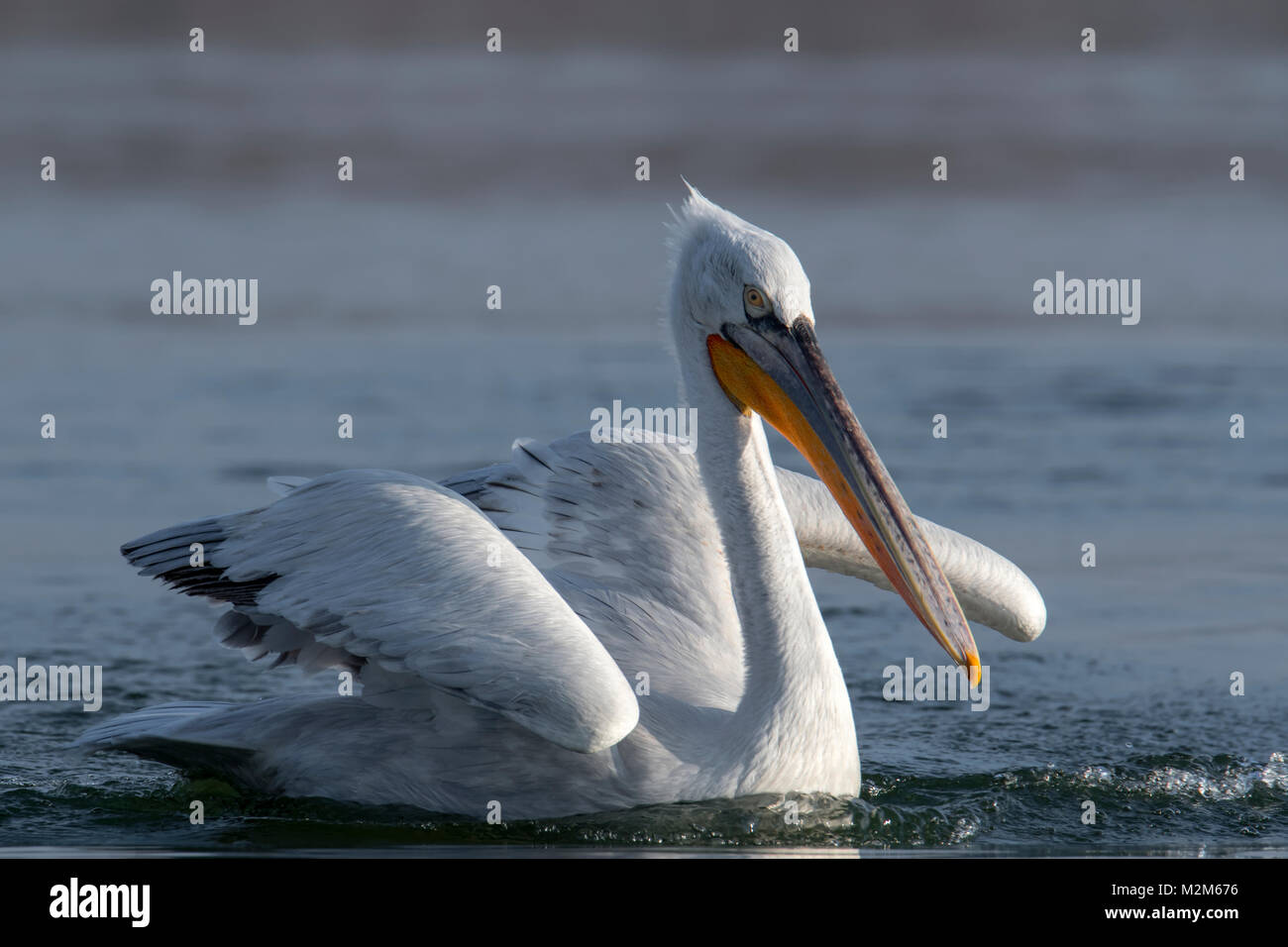 Long beak hi-res stock photography and images - Alamy