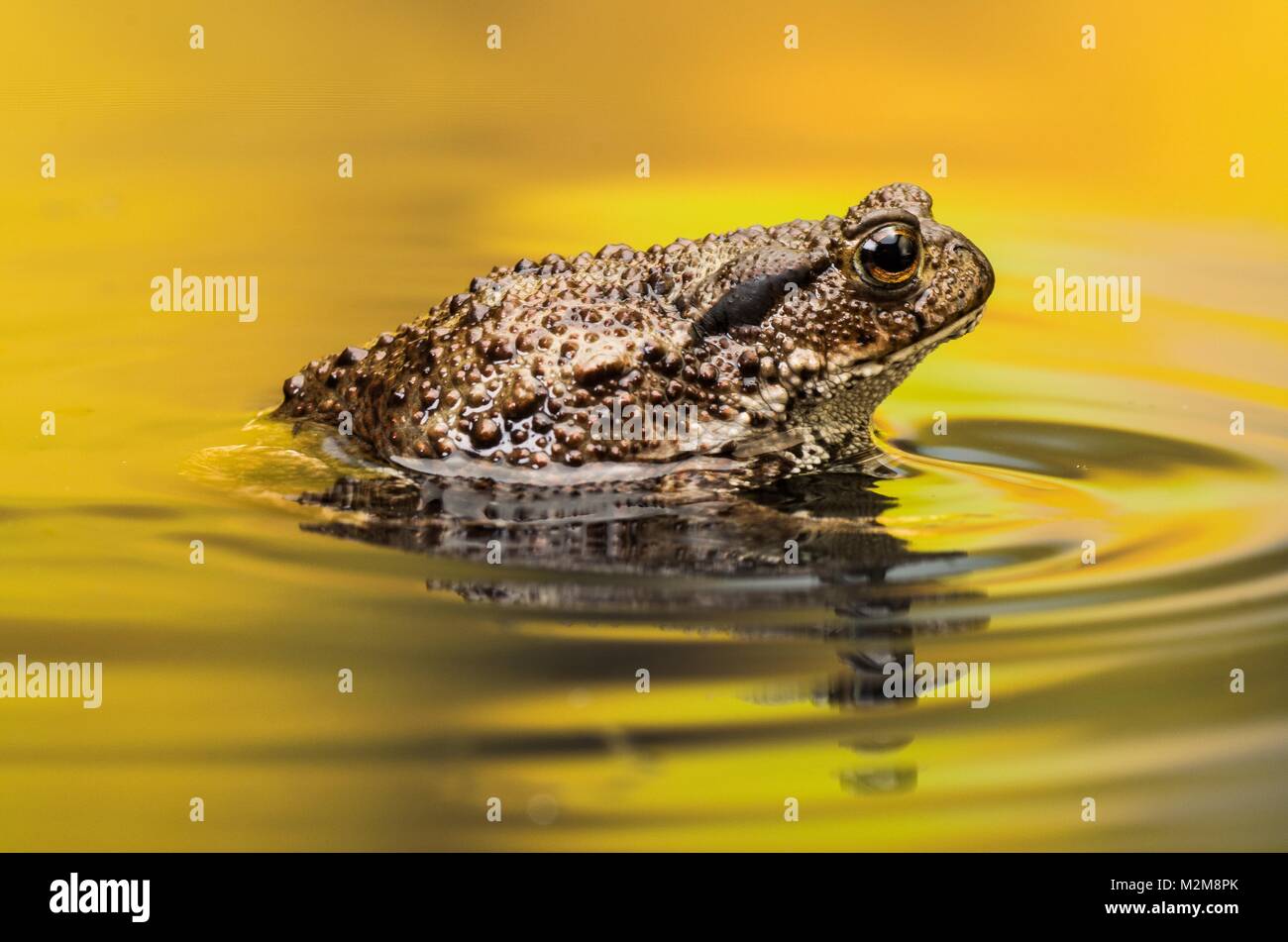 Bufotoxin High Resolution Stock Photography and Images - Alamy