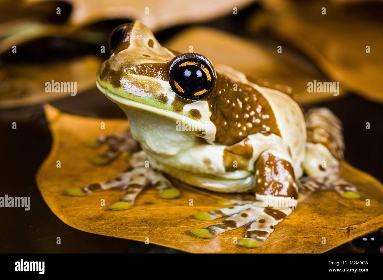 Climbing frog pads hi-res stock photography and images - Alamy
