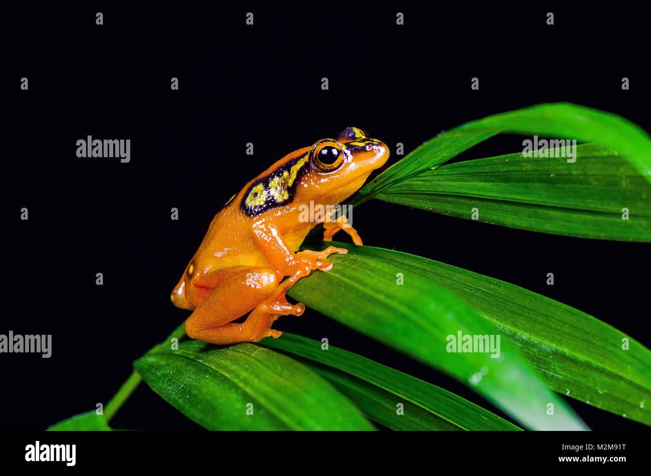 Endangered spotted tree frog hi-res stock photography and images - Alamy