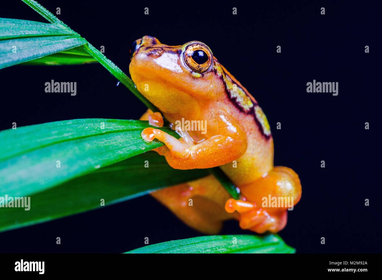 Spotted reed frog hi-res stock photography and images - Alamy
