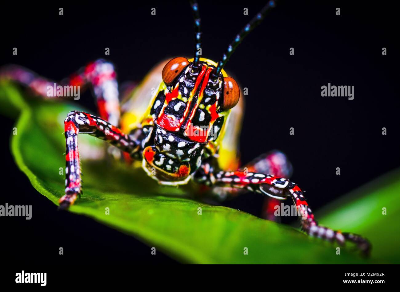Red space hopper hi-res stock photography and images - Alamy