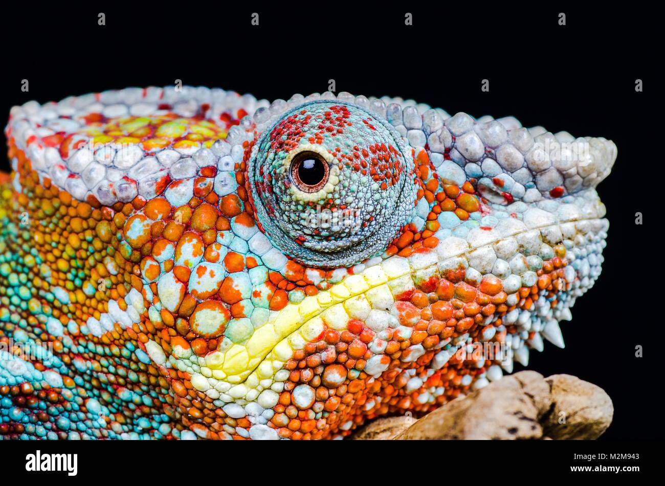 Panther chameleon feet hi-res stock photography and images - Alamy