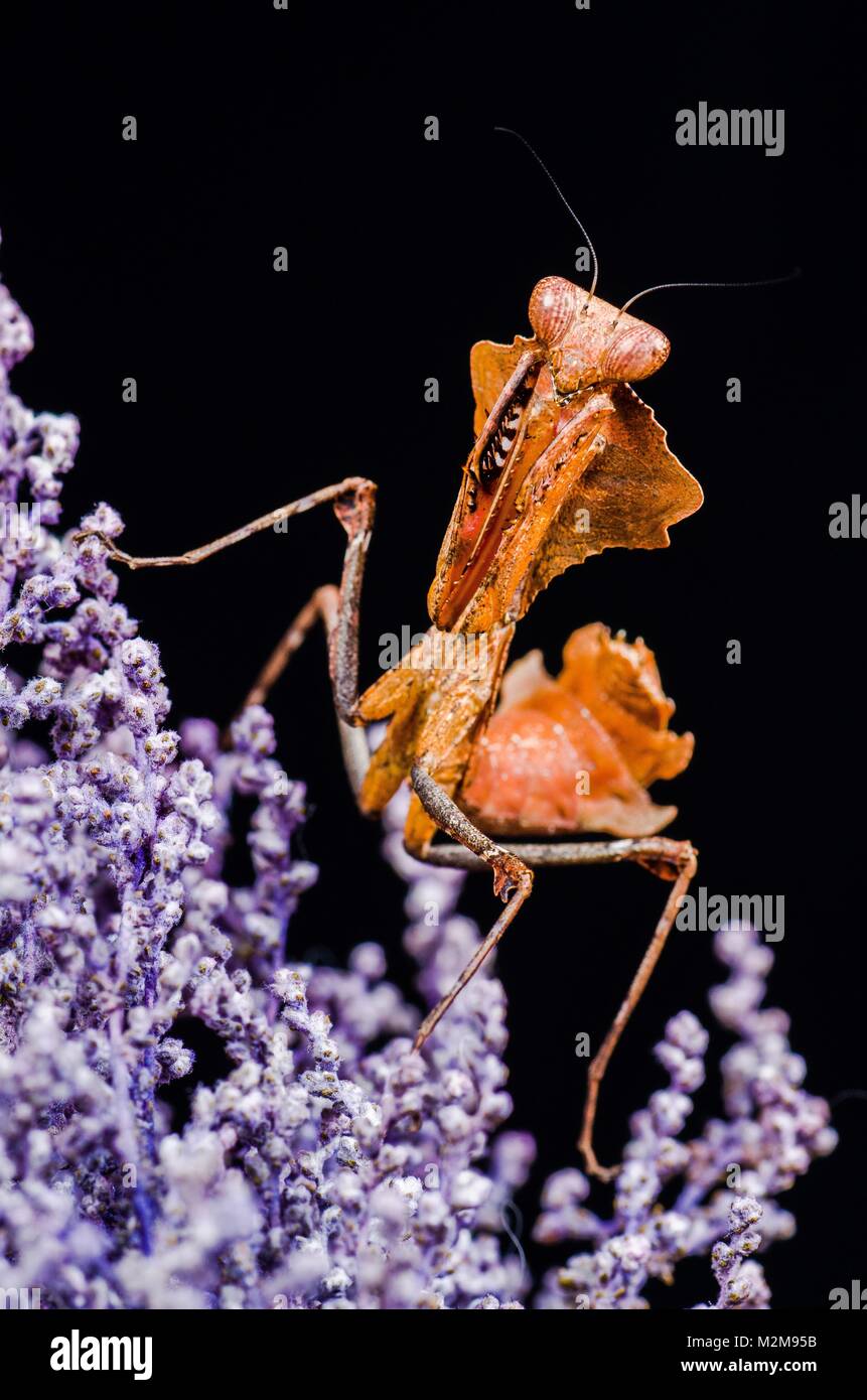 Dead leaf praying mantis deroplatys hi-res stock photography and images ...