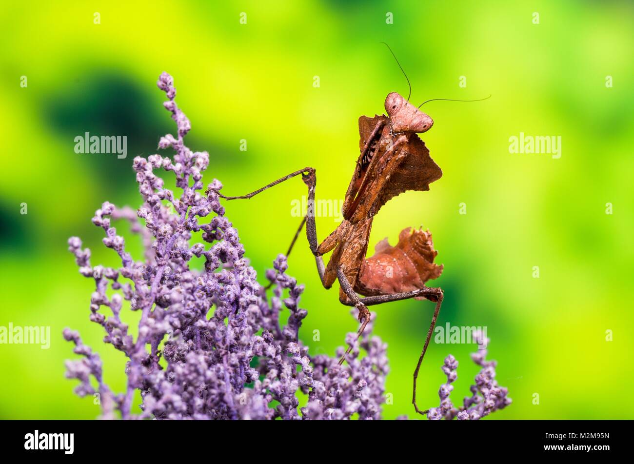 Dead praying mantis hi-res stock photography and images - Alamy
