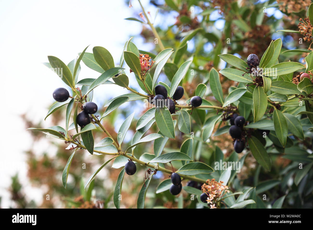 branch of olive tree Stock Photo - Alamy