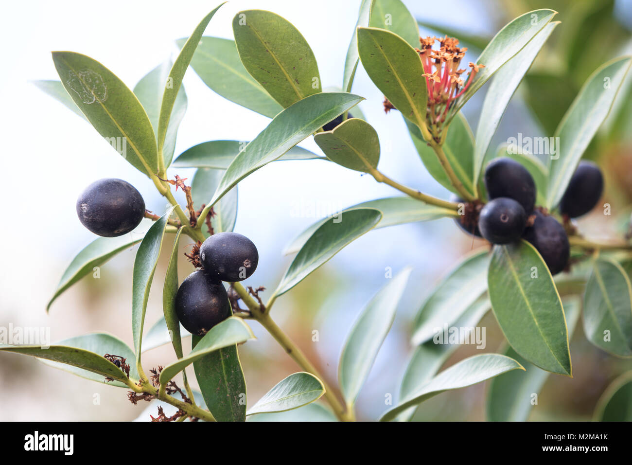 branch of olive tree Stock Photo - Alamy