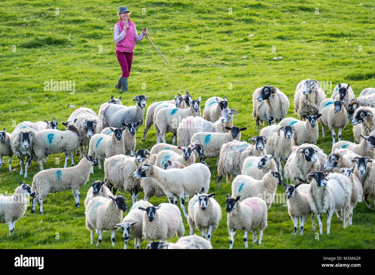Can A Woman Be A Shepherd
