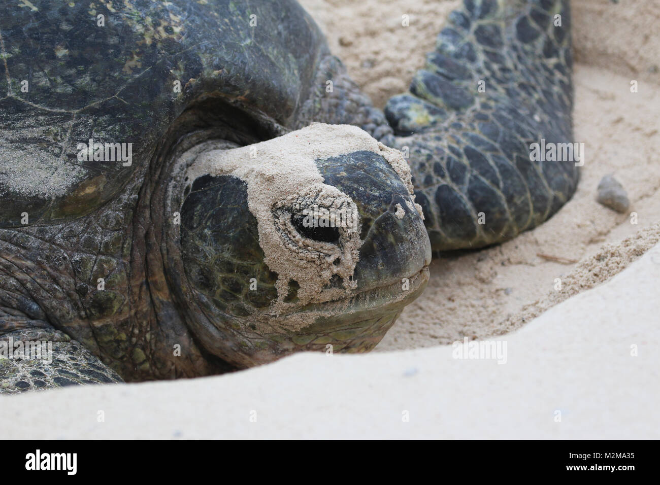 Turtle laying eggs hi-res stock photography and images - Alamy