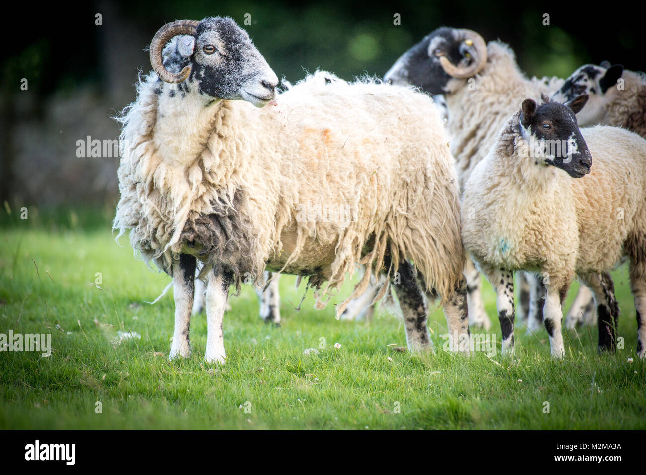 Lamb stands in pasture with mother, Yorkshire Dales, UK Stock Photo - Alamy