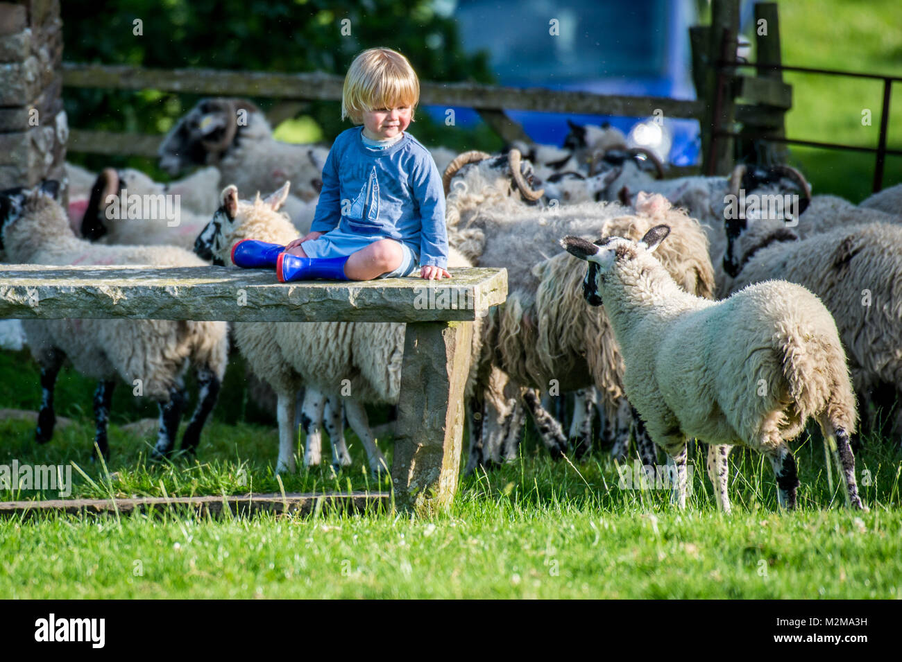 Sheep run hi-res stock photography and images - Alamy