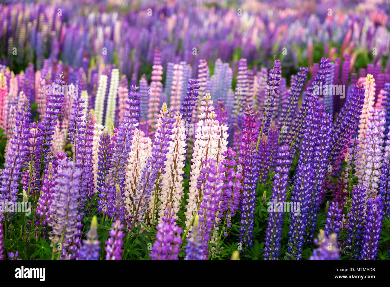 Pink flower new zealand hi-res stock photography and images - Alamy