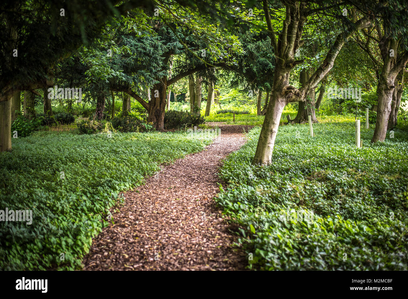 A secluded dirt trail leads deeper into the woods, North Yorkshire ...
