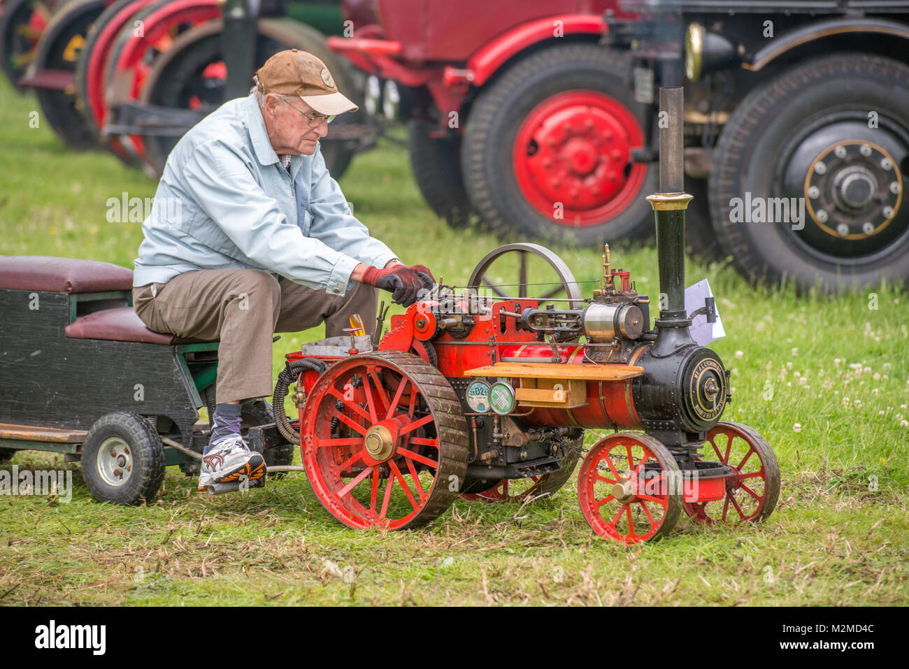 Mature male in hat drives miniature tractor steam engine on grass ...