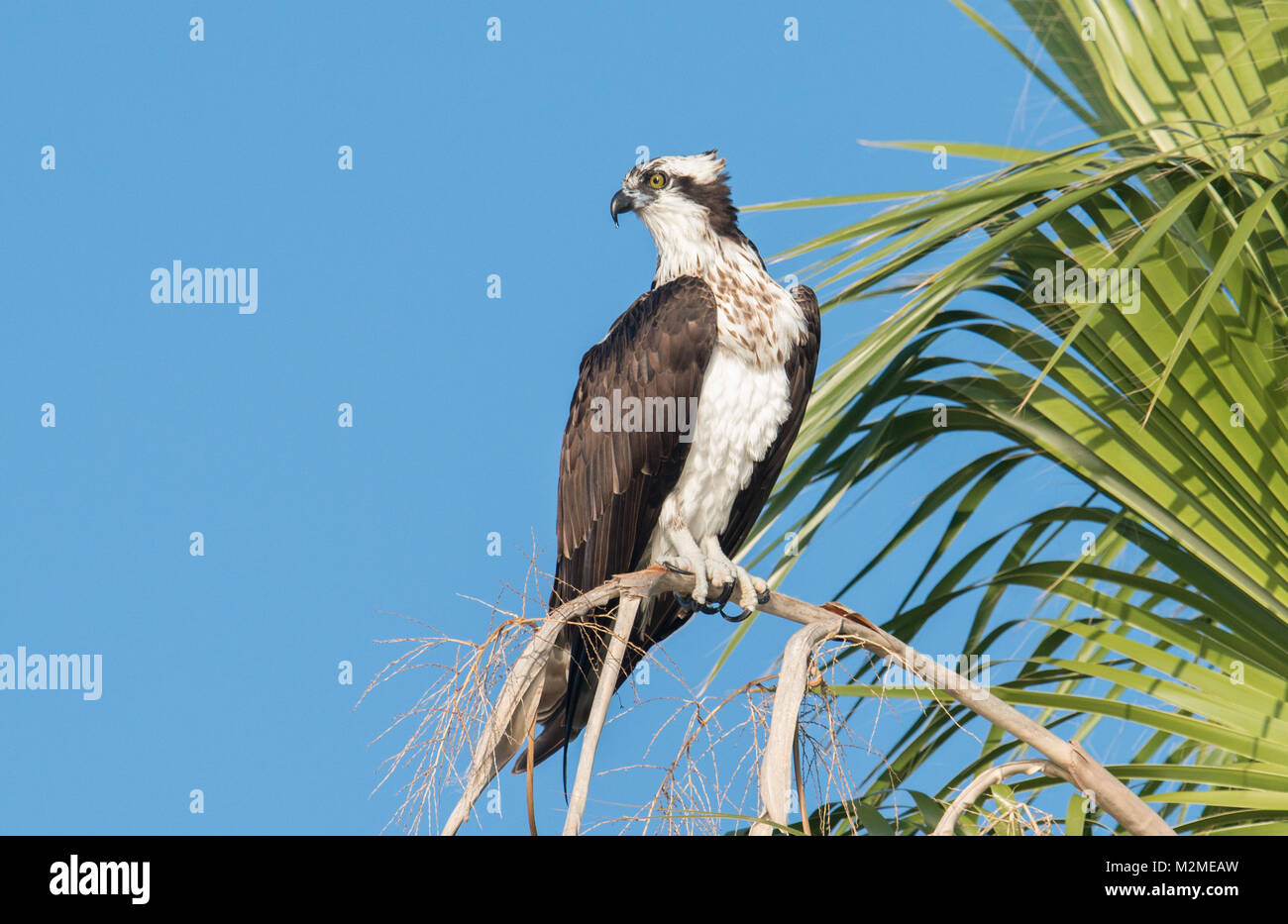 Osprey in Florida Stock Photo - Alamy