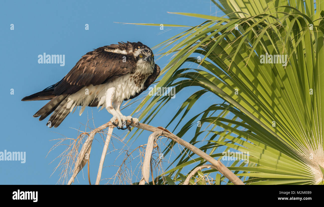 Osprey in Florida Stock Photo - Alamy