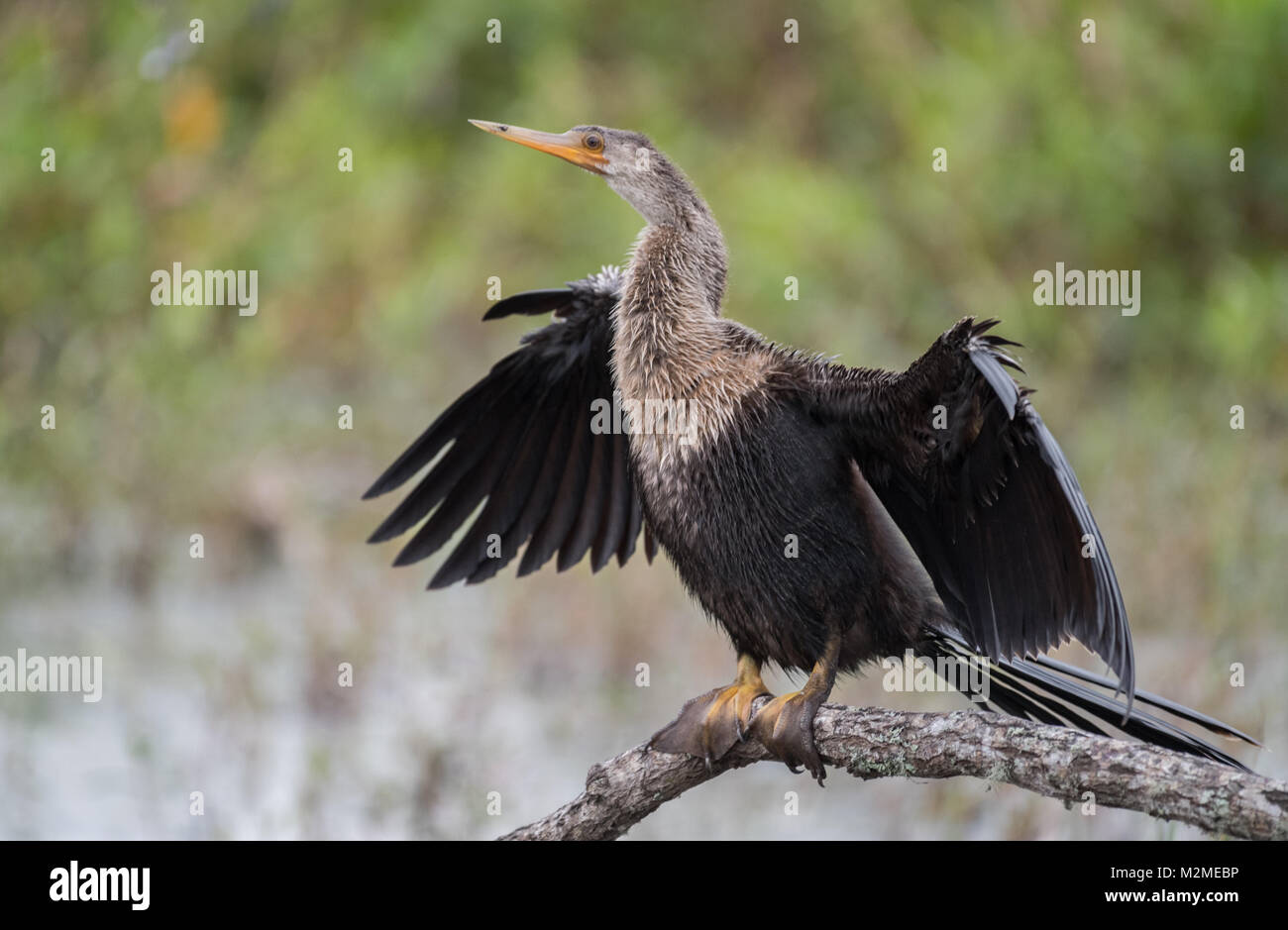 Anhinga drying outperch Stock Photo - Alamy