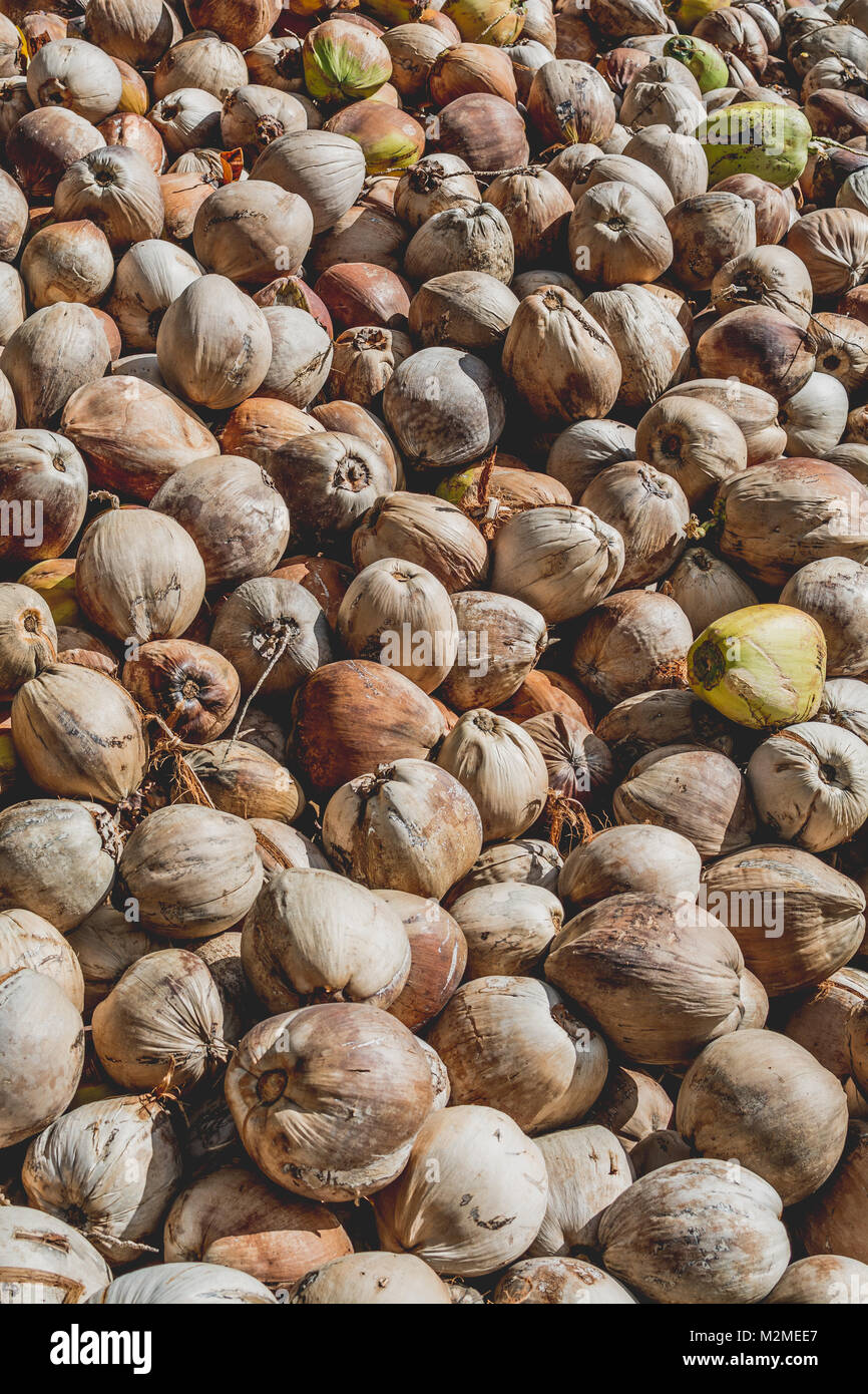Coconut farm thailand hi-res stock photography and images - Alamy