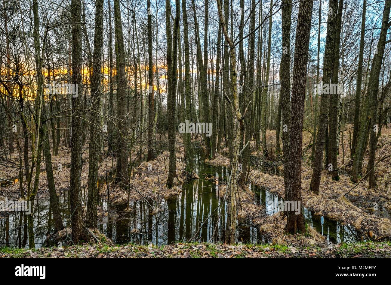 Seasonal swamp hi-res stock photography and images - Alamy