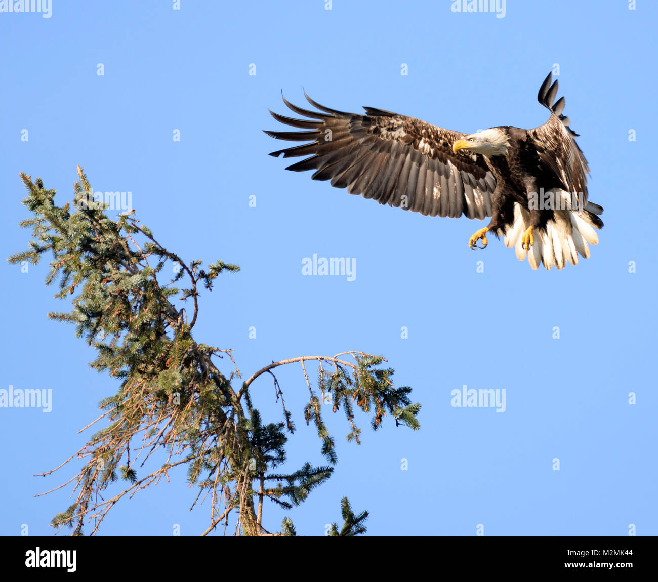 Landing mature bald eagle, Comox, Vancouver Island, British Columbia ...