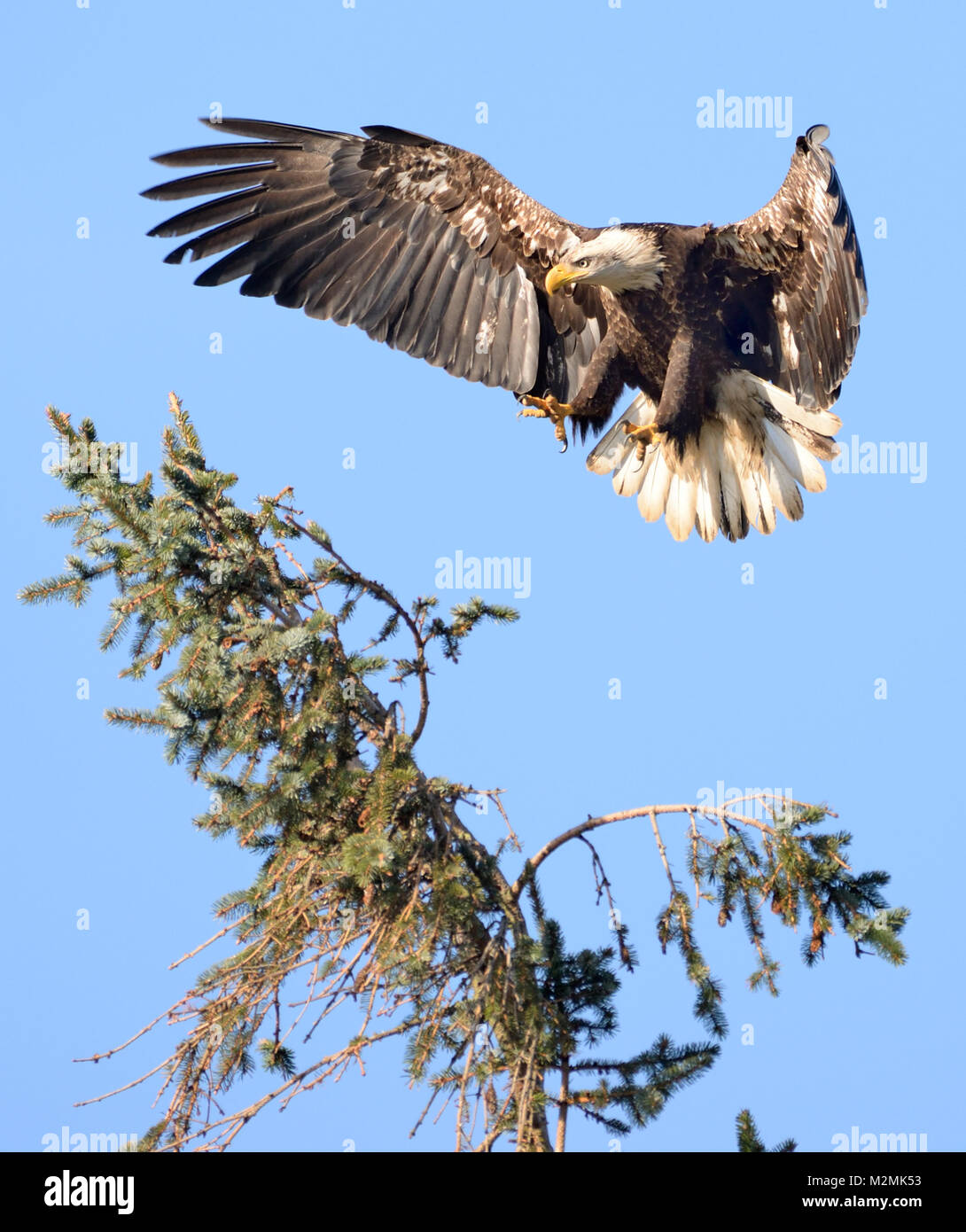Landing mature bald eagle, Comox, Vancouver Island, British Columbia ...