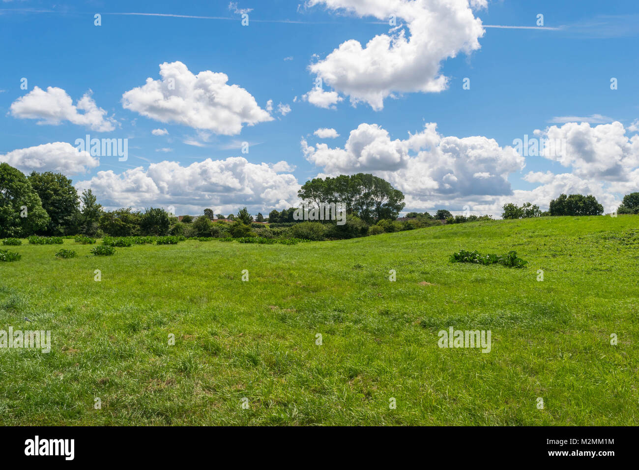 Beautiful park scene in public park with green grass field, green tree ...