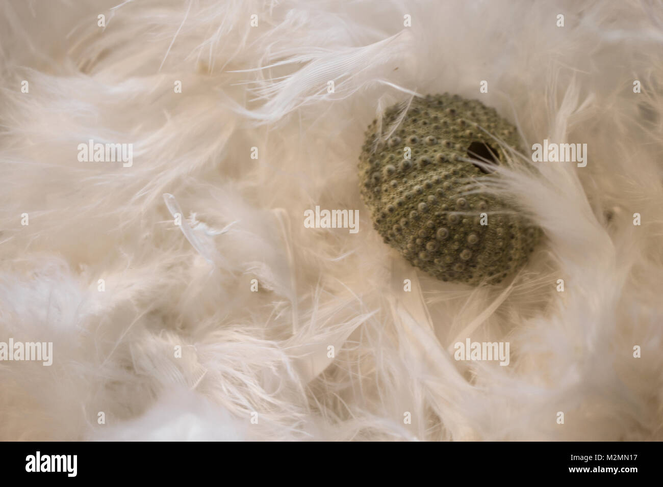 Shell. Shell in white feathers with soft lighting Stock Photo - Alamy