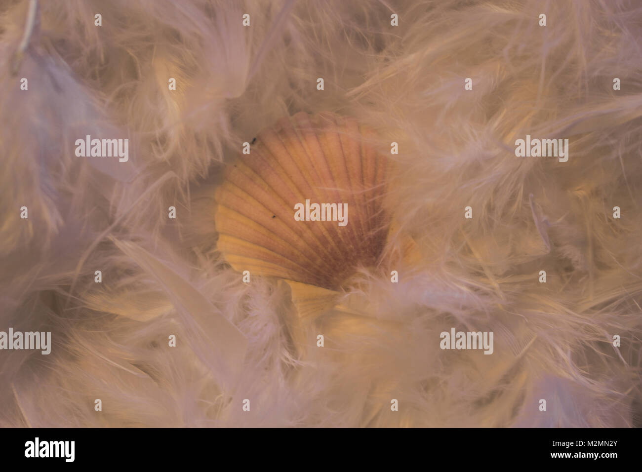 Shell. Shell in white feathers with soft lighting Stock Photo - Alamy