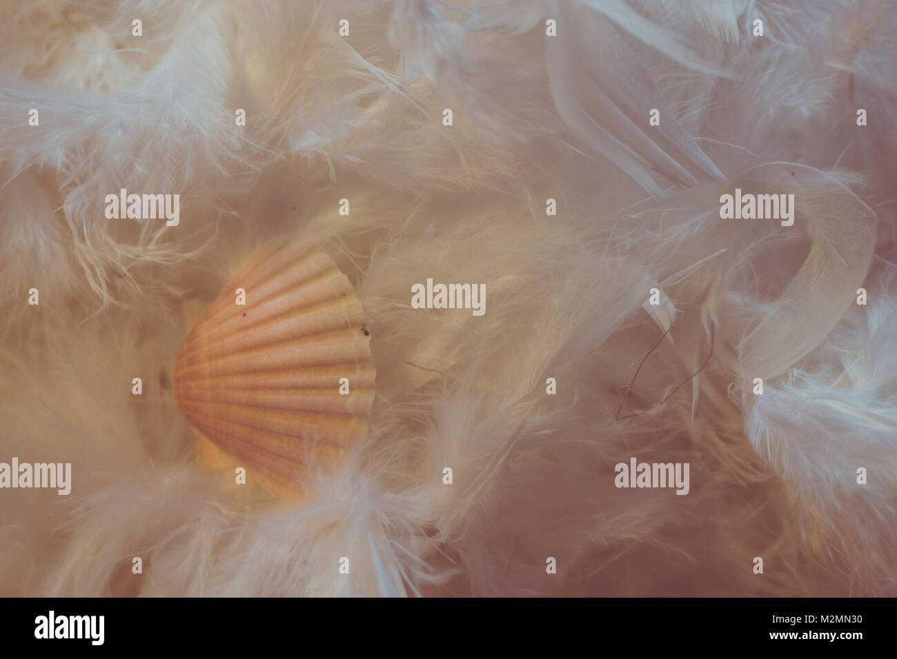Shell. Shell in white feathers with soft lighting Stock Photo - Alamy