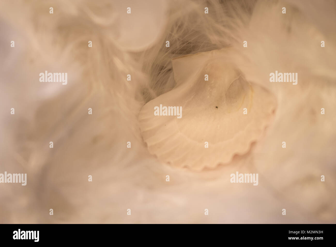 Shell. Shell in white feathers with soft lighting Stock Photo - Alamy
