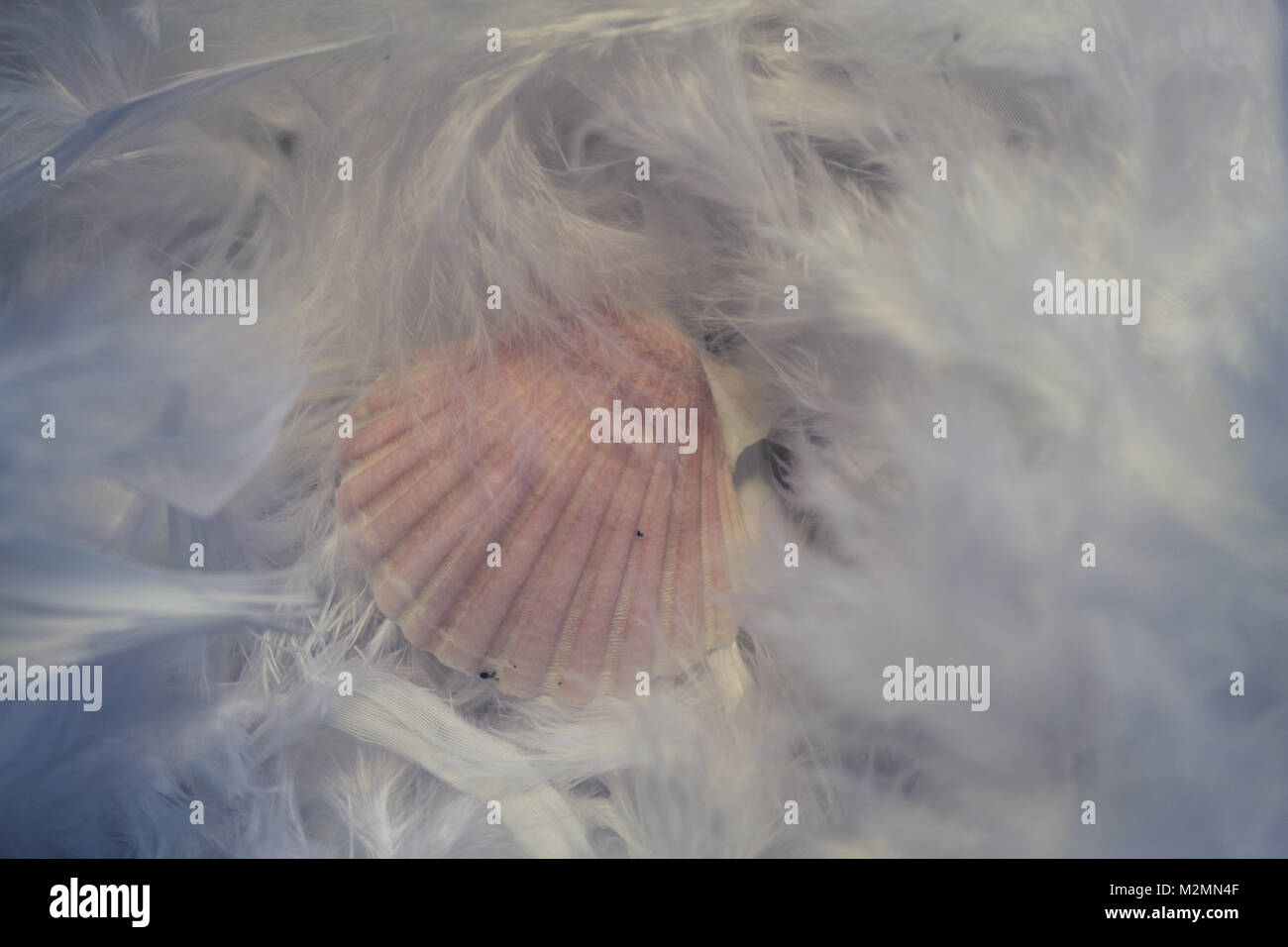 Shell. Shell in white feathers with soft lighting Stock Photo - Alamy