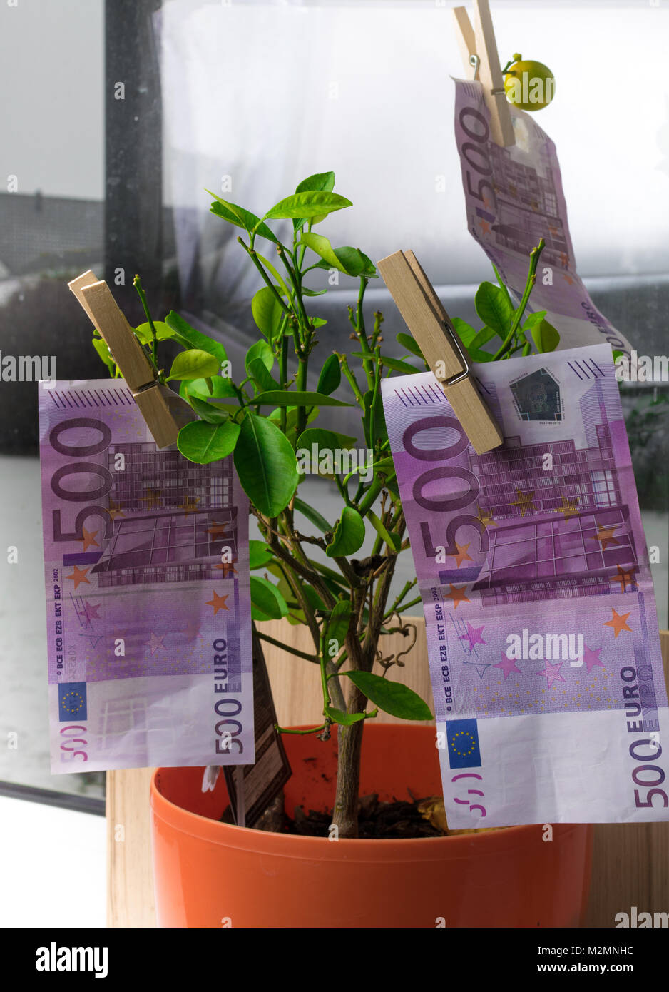 Euros note and growing plant hi-res stock photography and images - Alamy