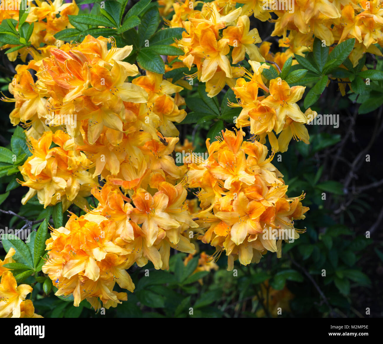 Green rhododendron hi-res stock photography and images - Alamy