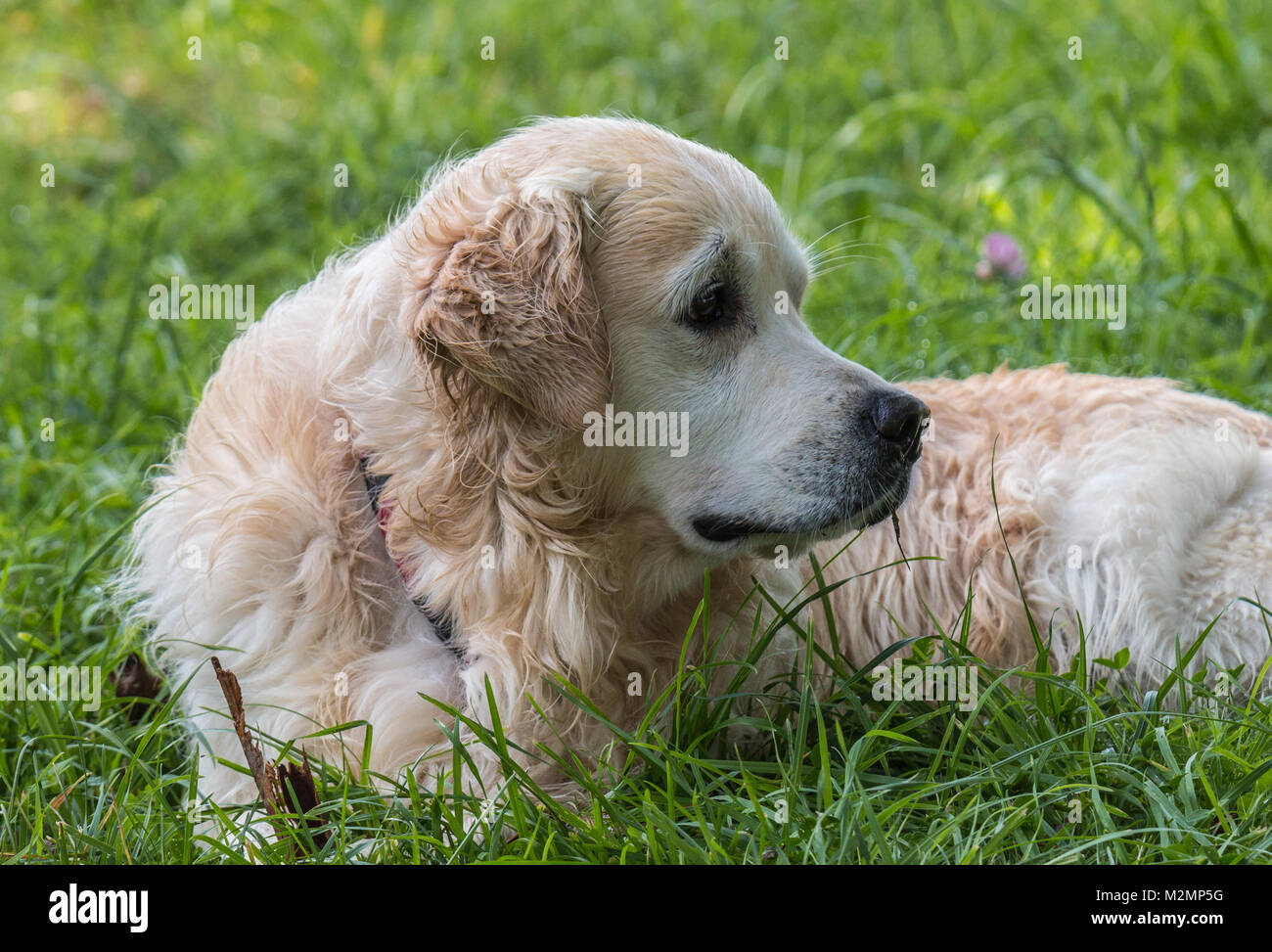 Belle 6 the tweed water spaniel breed is extinct hi-res stock ...