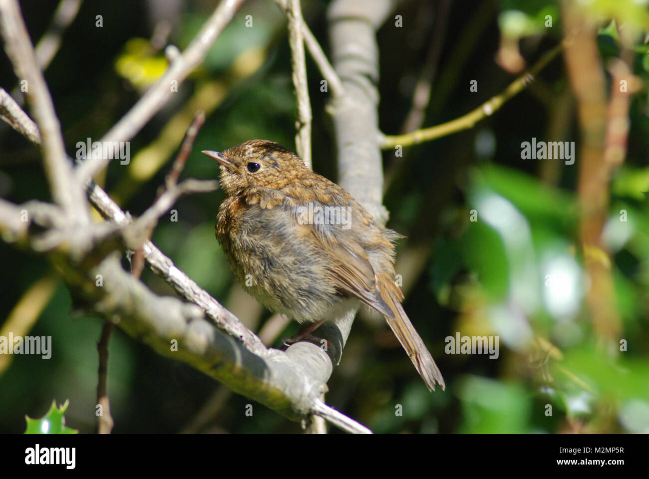 Fledgling robin hi-res stock photography and images - Alamy