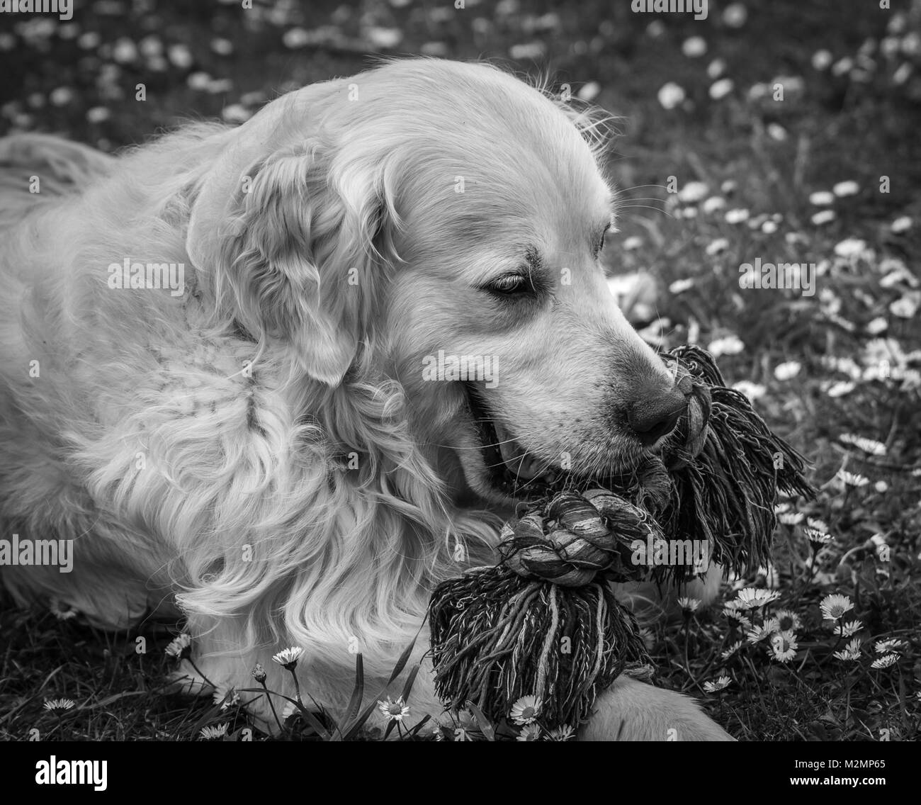 Golden retriever in dog Black and White Stock Photos & Images - Alamy