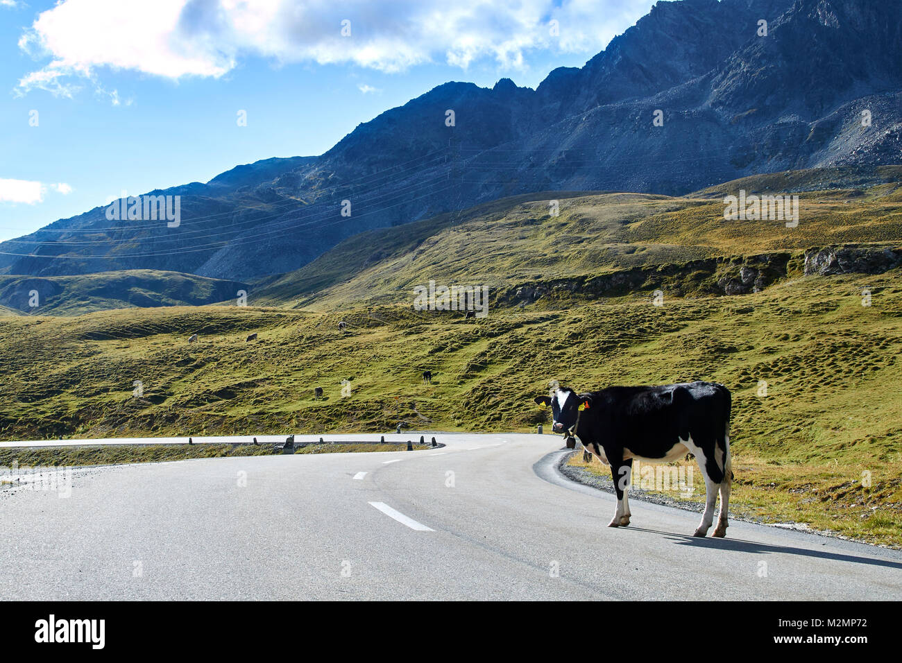 cow on the road Stock Photo - Alamy
