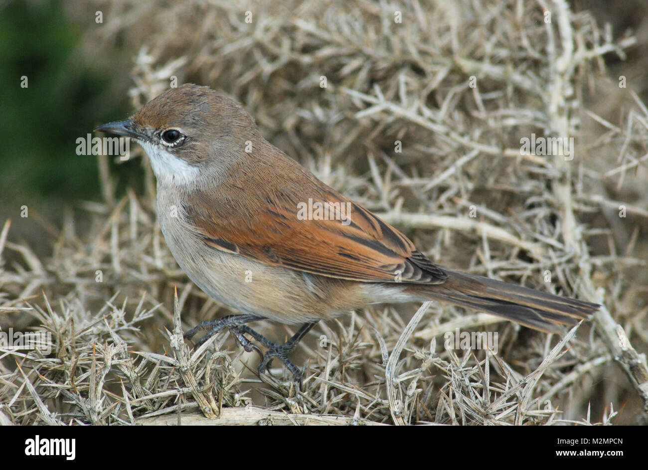 Whitethroat bird hi-res stock photography and images - Alamy
