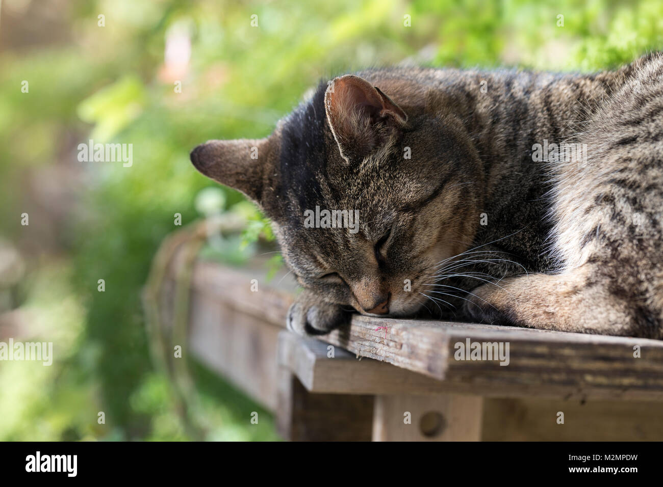 Tabby cat sleeping on a garden bench Stock Photo - Alamy