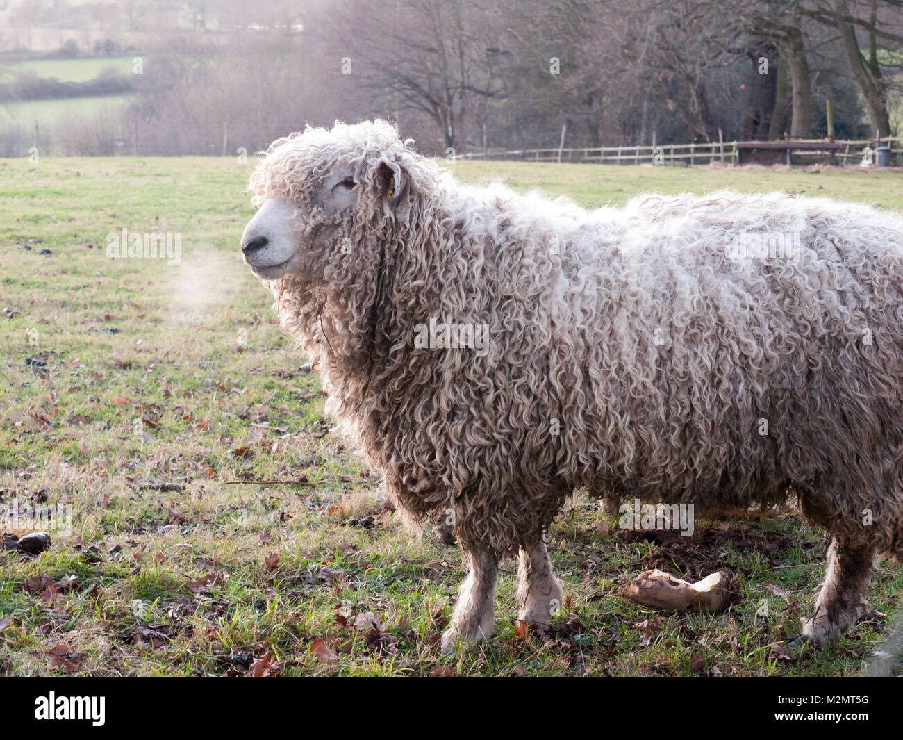 english uk farm sheep feeding grazing autumn cold; essex; england; uk ...
