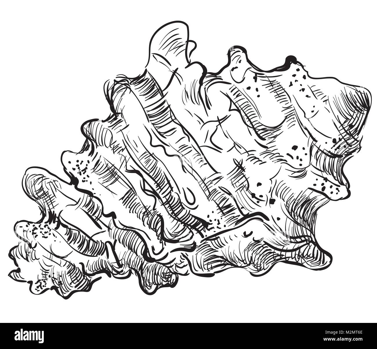 Hand drawing seashell. Vector illustration in black color of seashell ...
