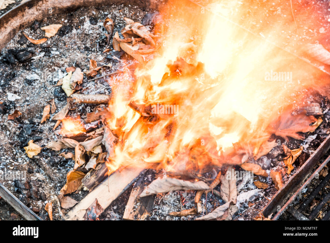 Closeup of wooden logs wood on large fire, many leaves burning showing ...