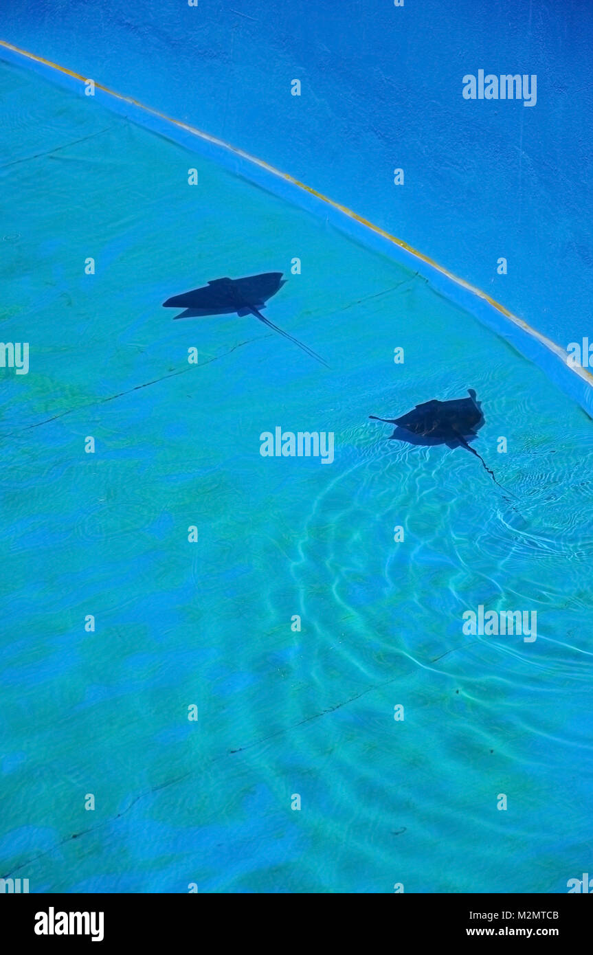 Stingray swim team hi-res stock photography and images - Alamy