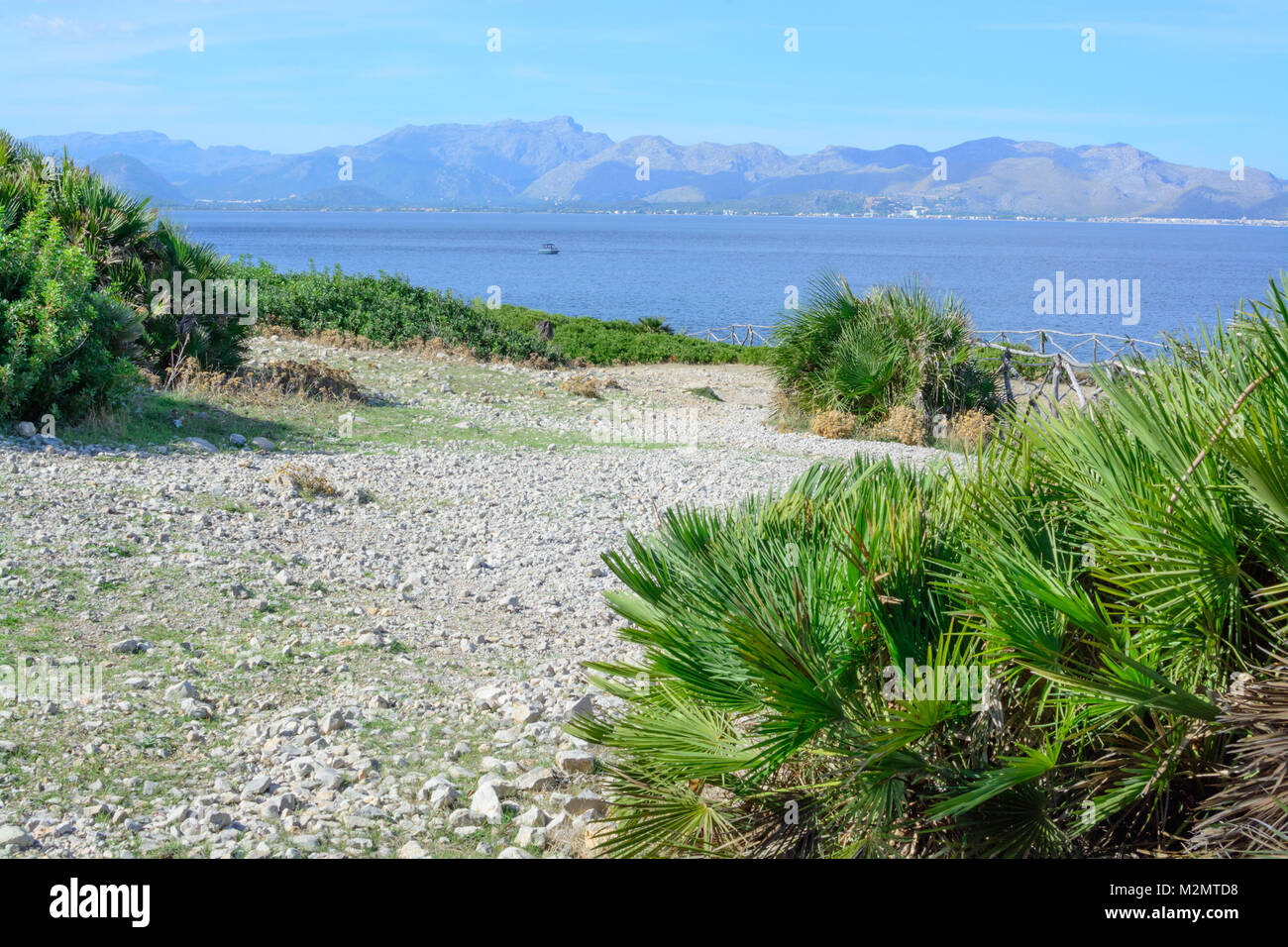 Endemic palm trees and Pollensa in the distance Stock Photo - Alamy