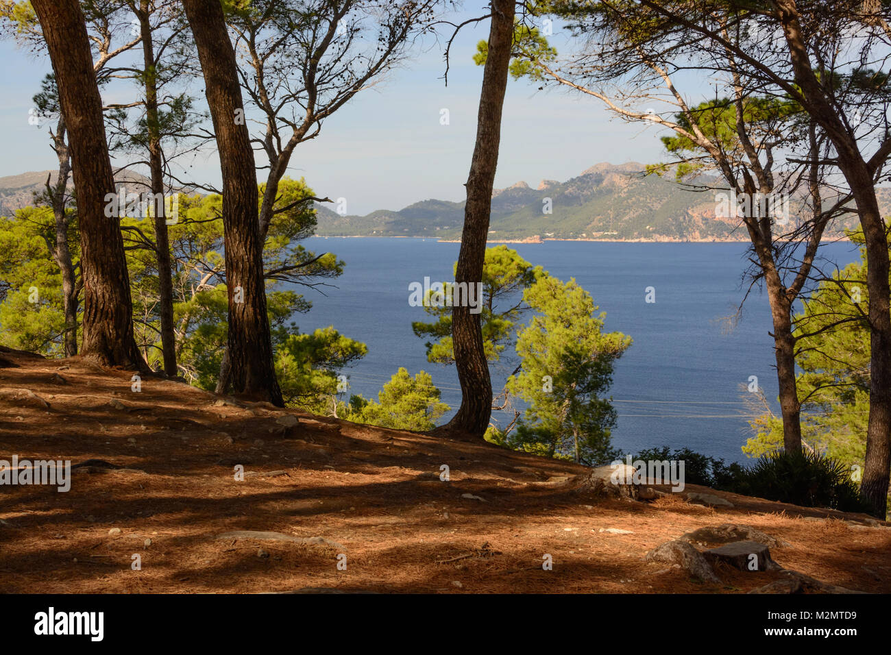 View with pine trees over Pollensa bay Stock Photo - Alamy