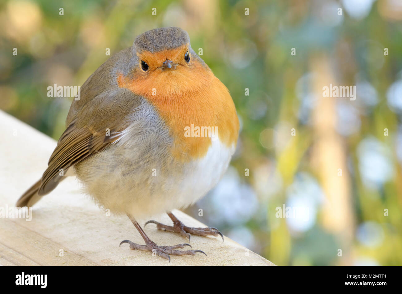 Puffed up hi-res stock photography and images - Alamy